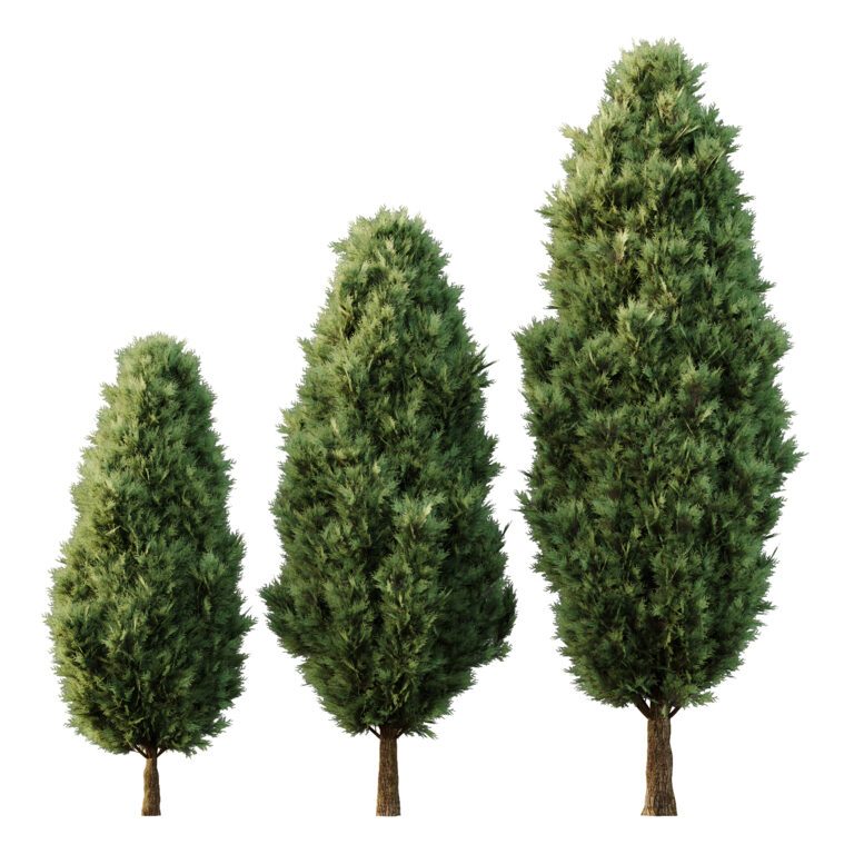Italian Cypress Tree 08 (372265) 3D model - Download 3D model Italian ...