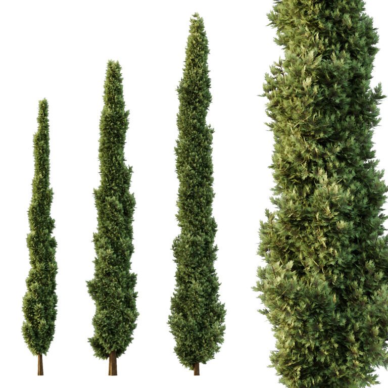 Italian Cypress Tree03 (372312) 3D model - Download 3D model Italian ...