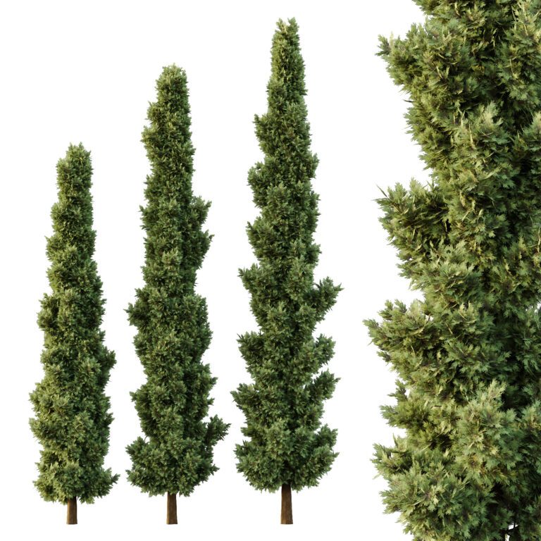 Italian Cypress Tree05 (372313) 3D model - Download 3D model Italian ...