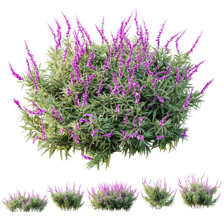 HQ Plants Salvia Leucantha Mexican Sage Santa Barbara (372455) 3D model ...