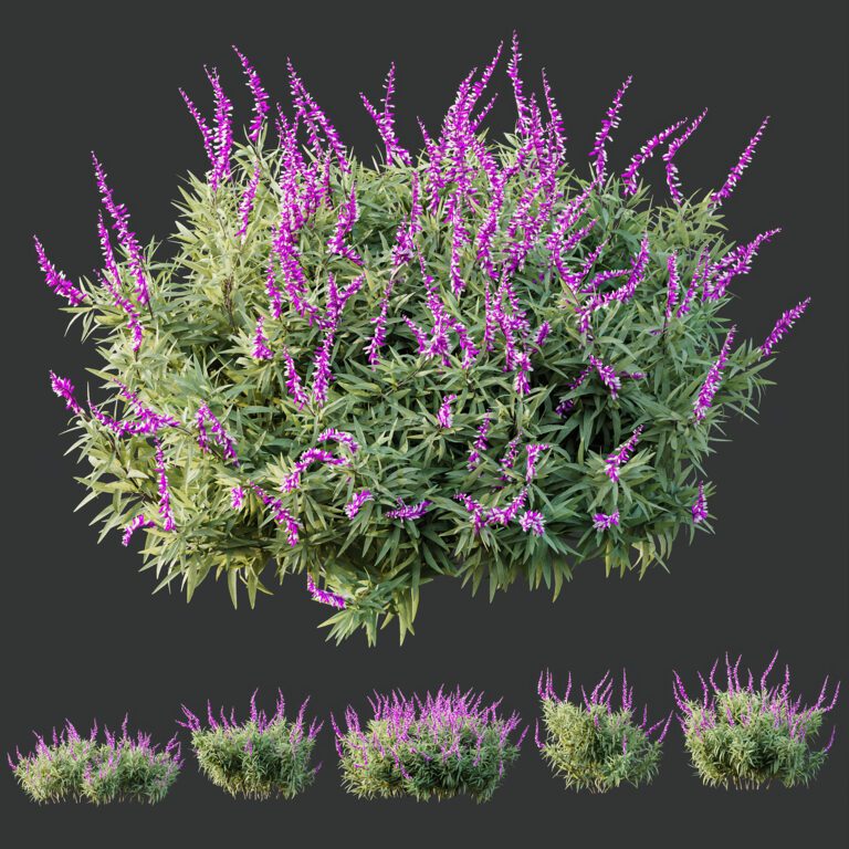 HQ Plants Salvia Leucantha Mexican Sage Santa Barbara (372455) 3D model ...