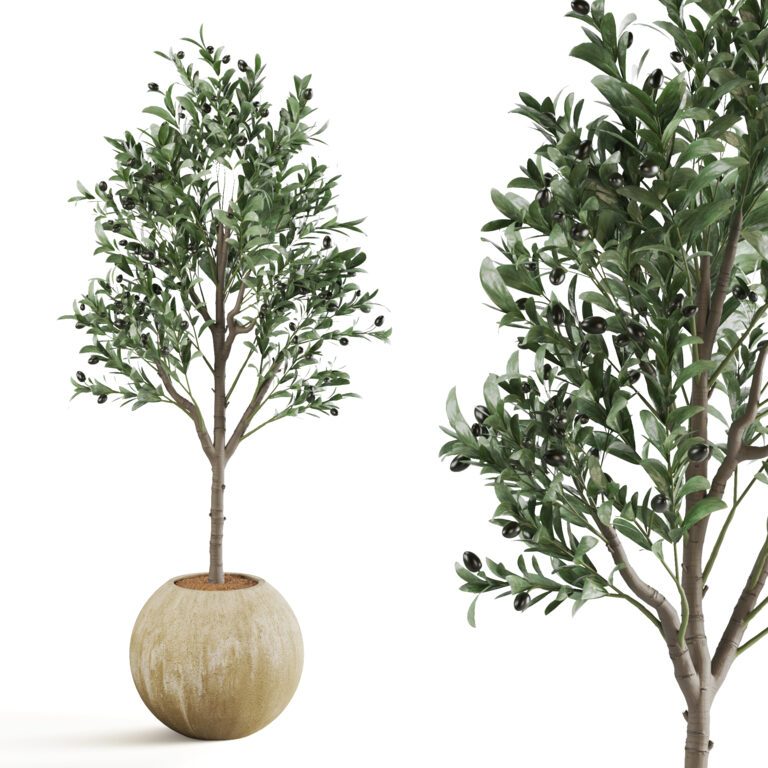 Indoor Plant Olive tree set 09 (373051) 3D model - Download 3D model ...