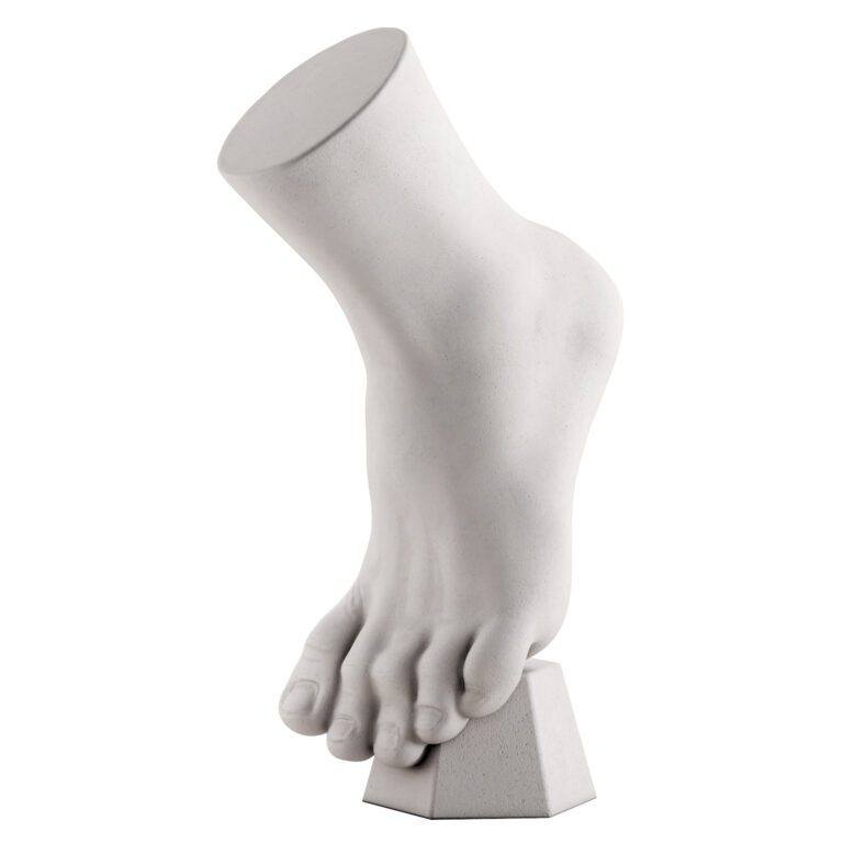 Ecorche plaster training manual foot vertical (375454) 3D model ...