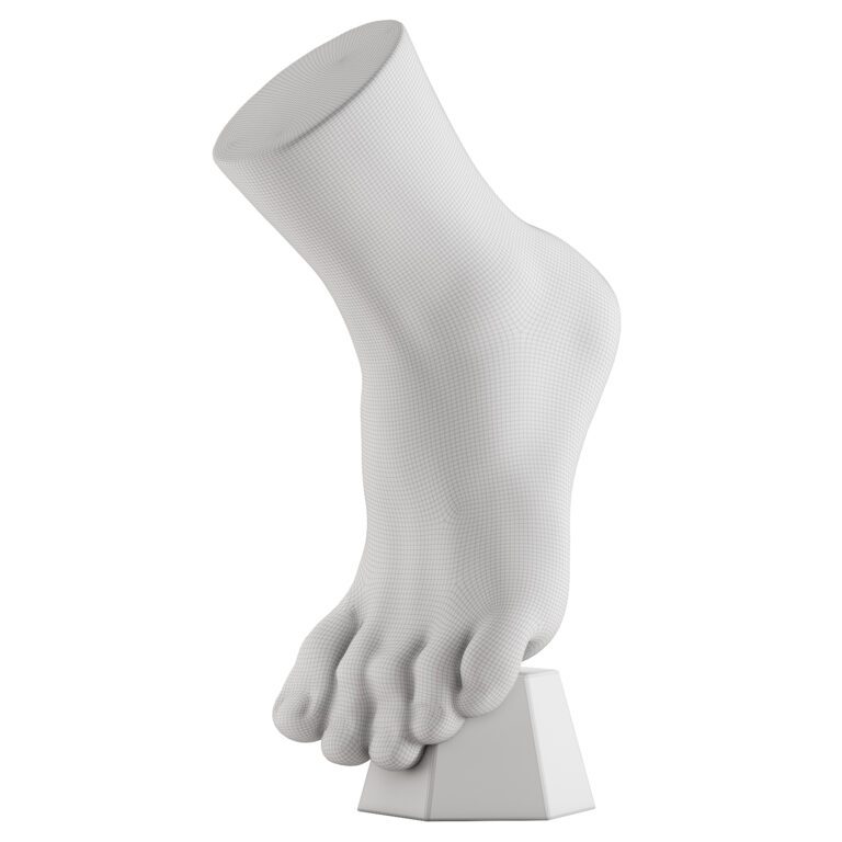 Ecorche plaster training manual foot vertical (375454) 3D model ...