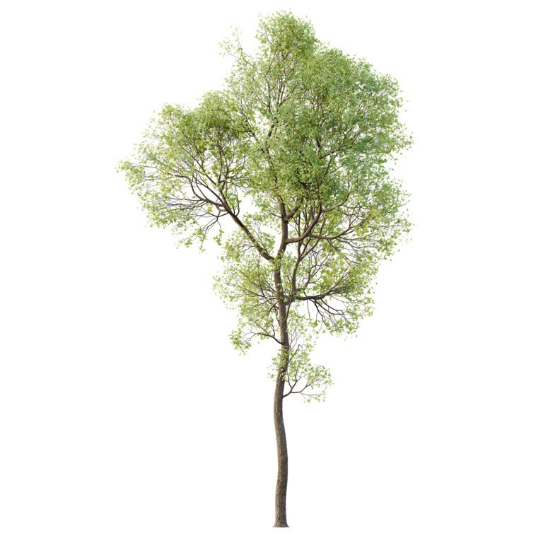 HQ Plants Shorea Robusta Sal Tree (376071) 3D model - Download 3D model ...