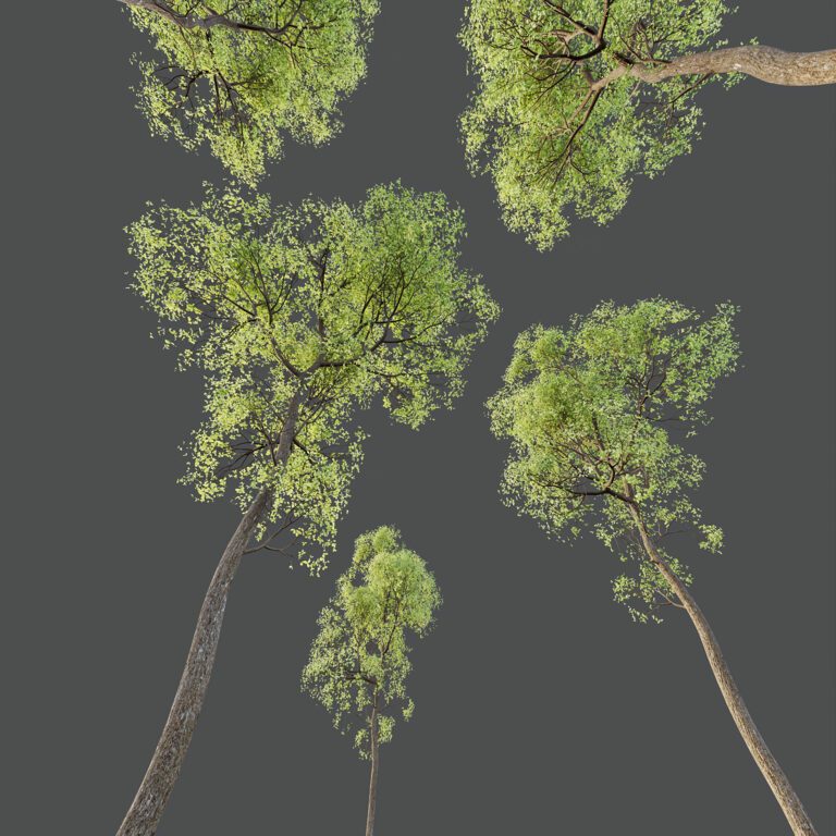 HQ Plants Shorea Robusta Sal Tree (376071) 3D model - Download 3D model ...