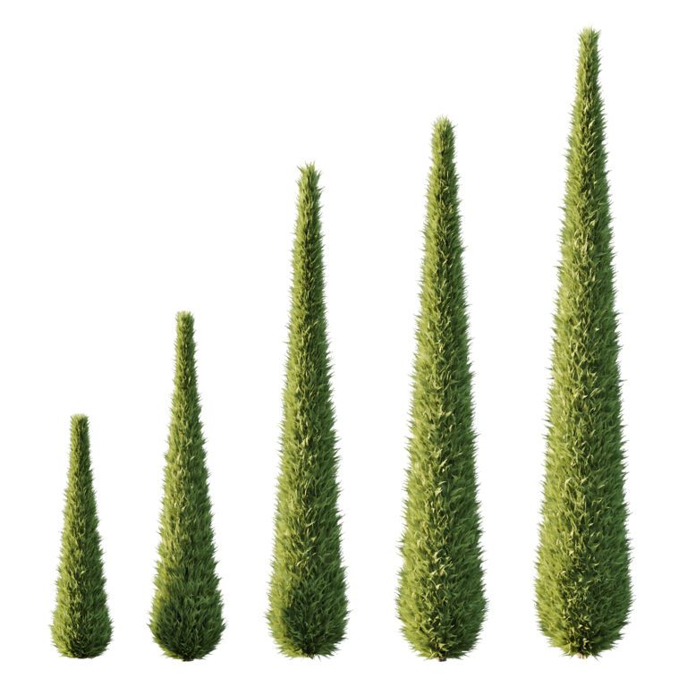 Italian Cypress Tree 14 (376847) 3D model - Download 3D model Italian ...