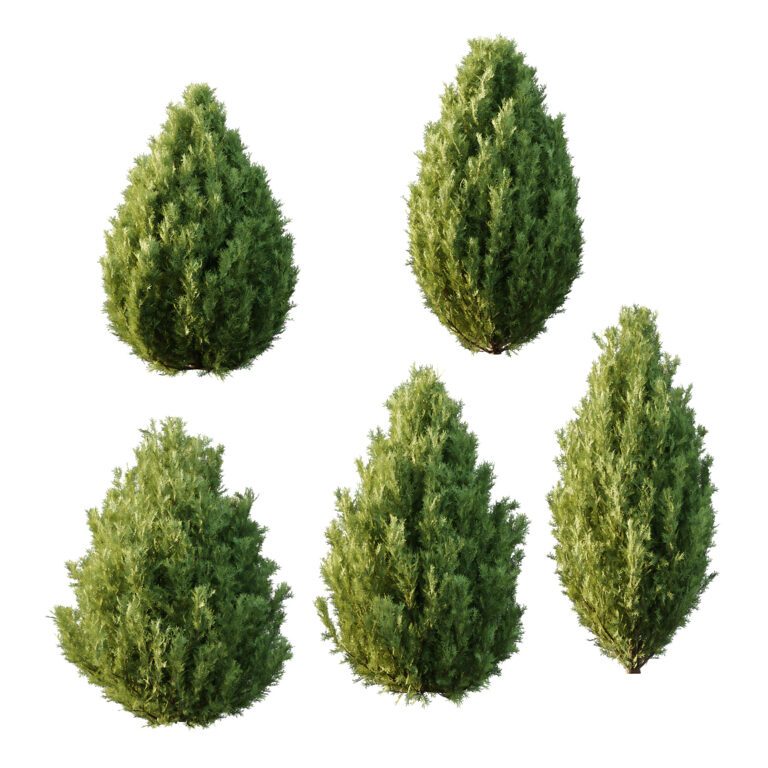 Italian Cypress Tree 31 (377528) 3D model - Download 3D model Italian ...