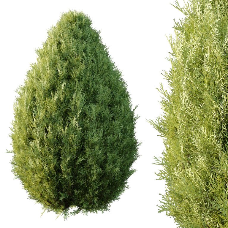 Italian Cypress Tree 33 (377530) 3D model - Download 3D model Italian ...