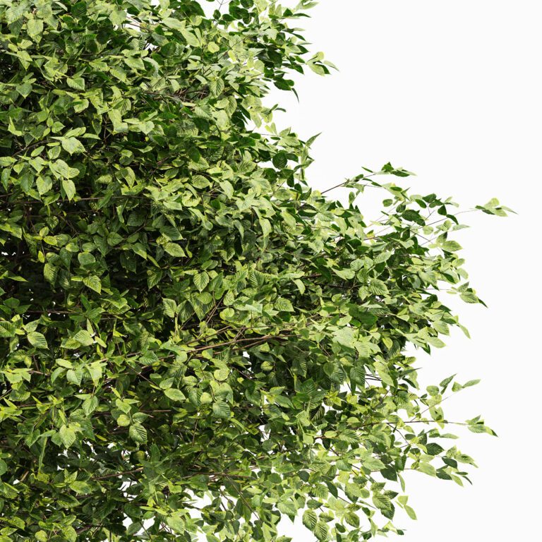 Gray alder alnus incana and Pollard willow (377811) 3D model - Download ...