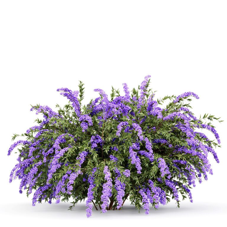 Spiraea cinerea 3 Material Grefsheim flowering shrub (378054) 3D model ...