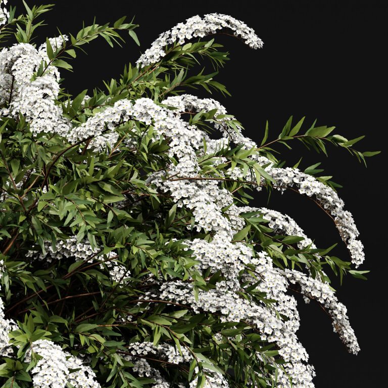Spiraea cinerea 3 Material Grefsheim flowering shrub (378054) 3D model ...