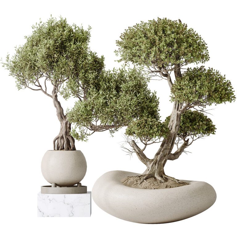 Indoor plants Ficus Retusa Microcarpa Bonsai Ginseng set 123 (378259 ...