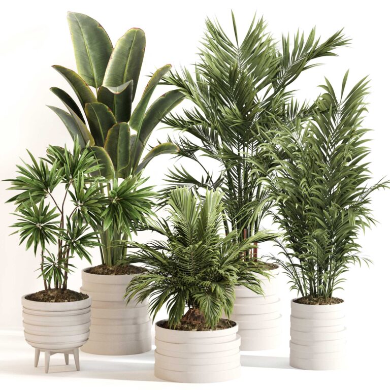 Indoor Plant Set 0151 (381321) 3D model - Download 3D model Indoor ...