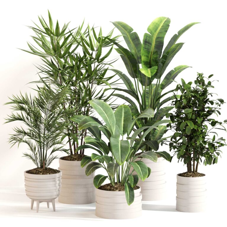 Indoor Plant Set 0146 (381347) 3D model - Download 3D model Indoor ...