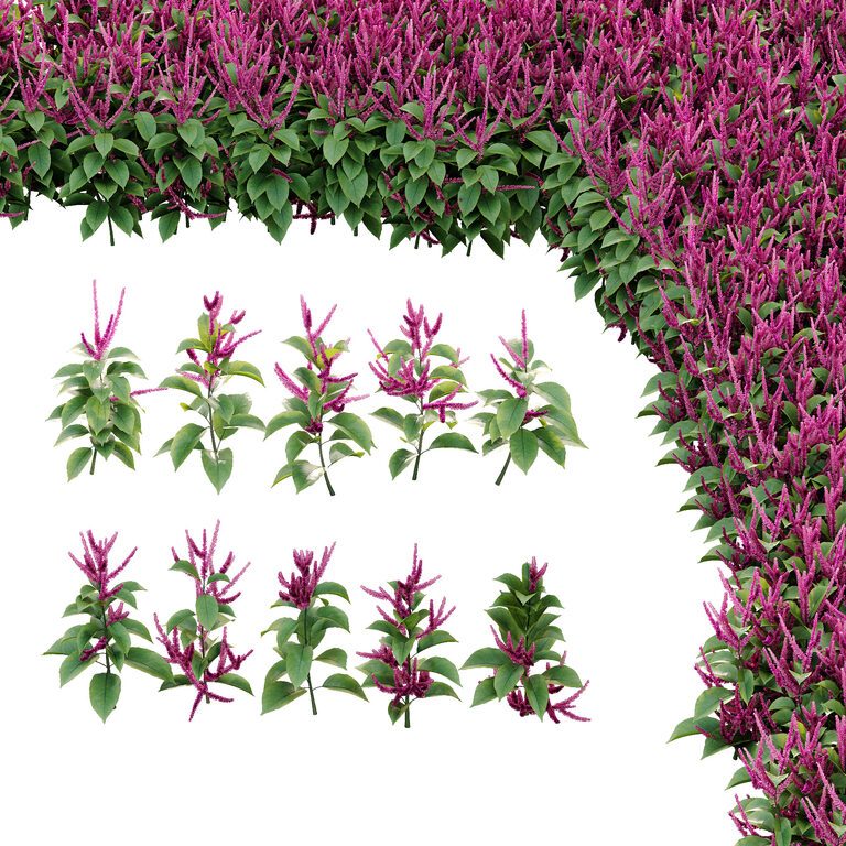 Set of Plant Princes Feather01 (Amaranthus hypochondriacus) (381857) 3D model - Download 3D ...