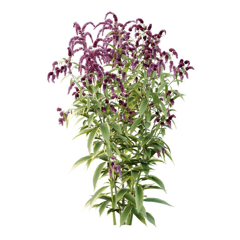 Set of Plant Princes Feather09 (Amaranthus hypochondriacus) (381967) 3D model - Download 3D ...