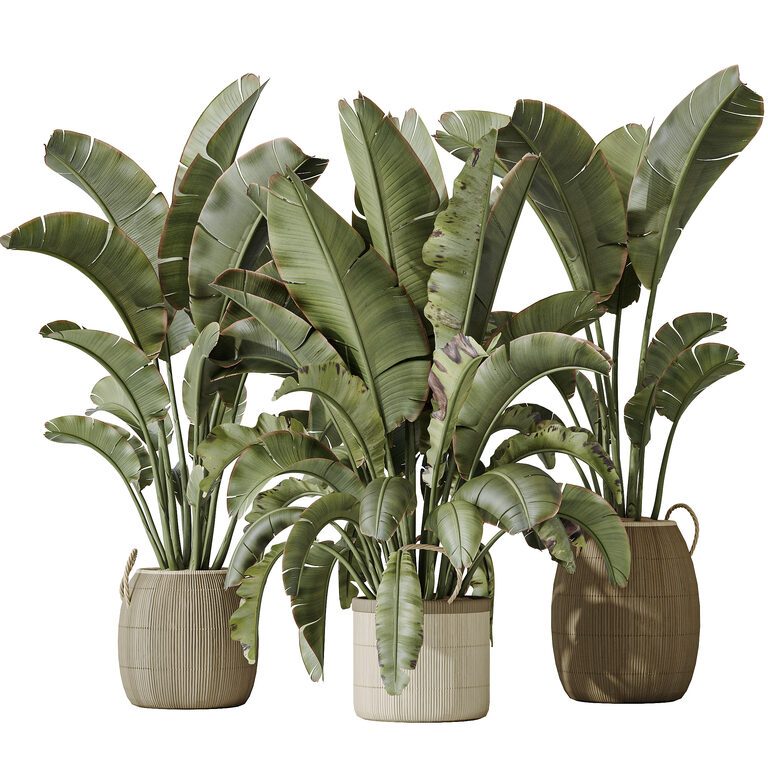 AV Indoor plants set 140 Ravenala Banana Strelitzia Nicolai Bird Of ...