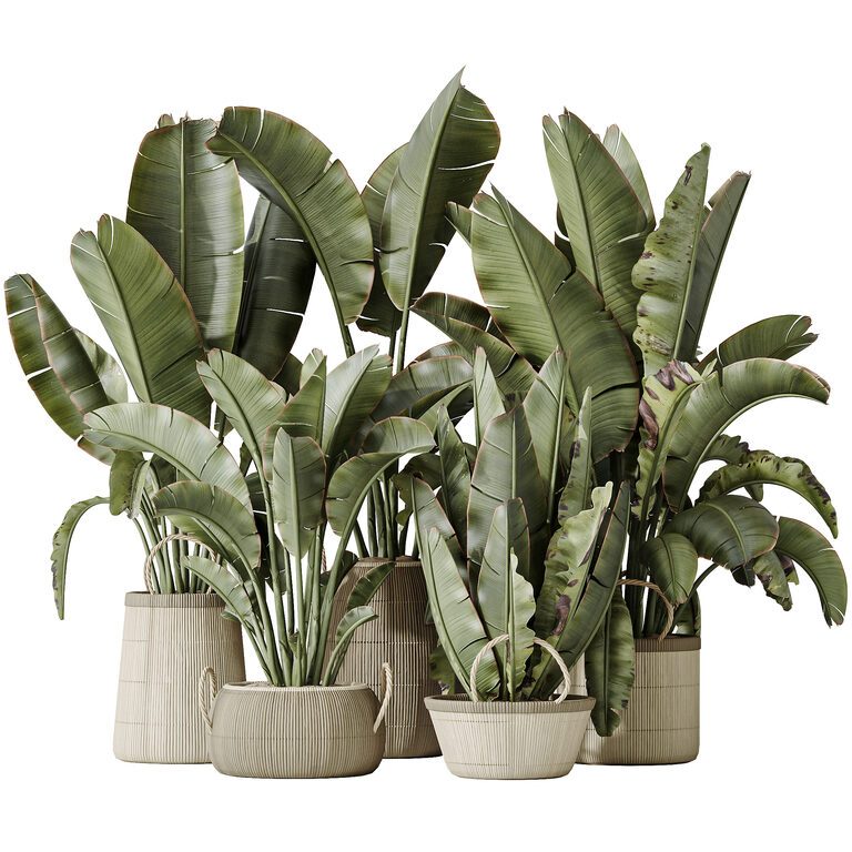 AV Indoor plants Ravenala Banana Strelitzia Nicolai Bird Of Paradise ...