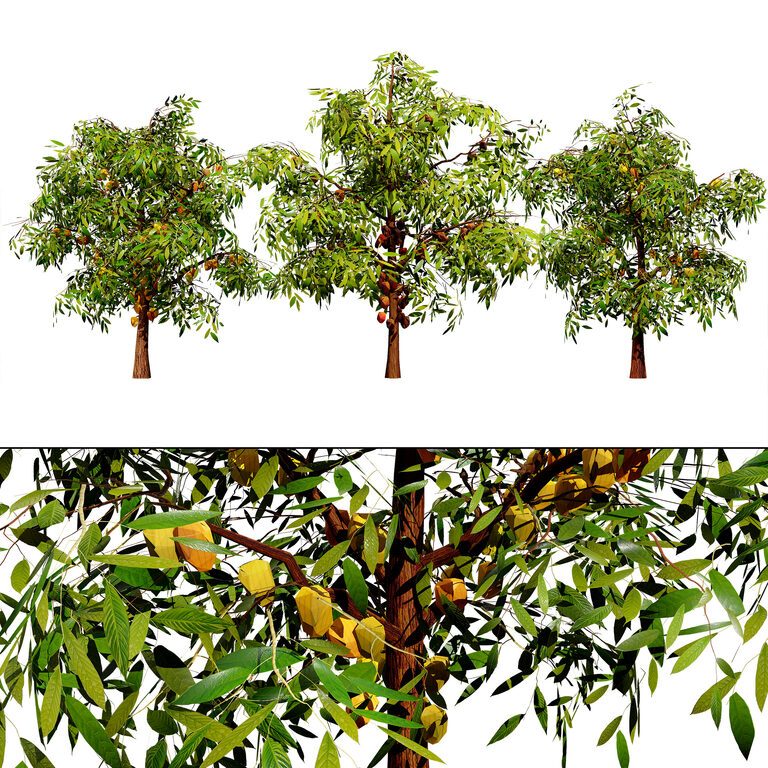 Realistic Cacao Tree 3D Model (384027) 3D model - Download 3D model ...