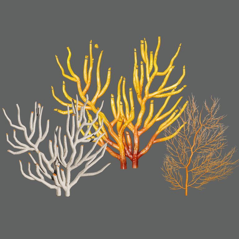 Gorgonian Coral 3D Models Pack (384675) 3D model - Download 3D model ...