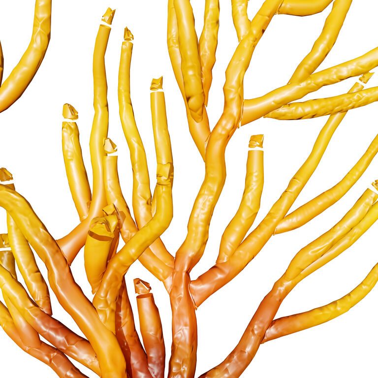Gorgonian Coral 3D Models Pack (384675) 3D model - Download 3D model ...