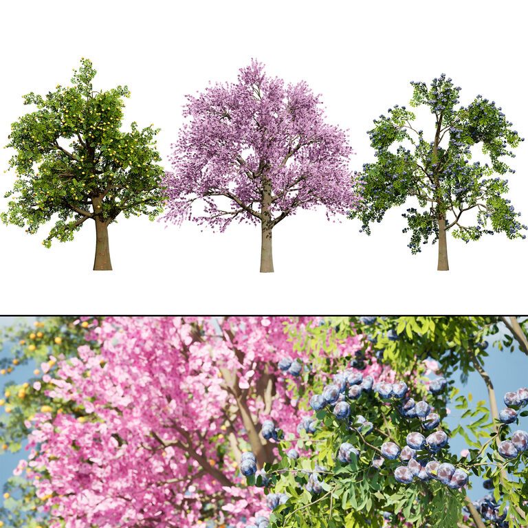 3D Plum Tree Pack (385185) 3D model - Download 3D model 3D Plum Tree ...