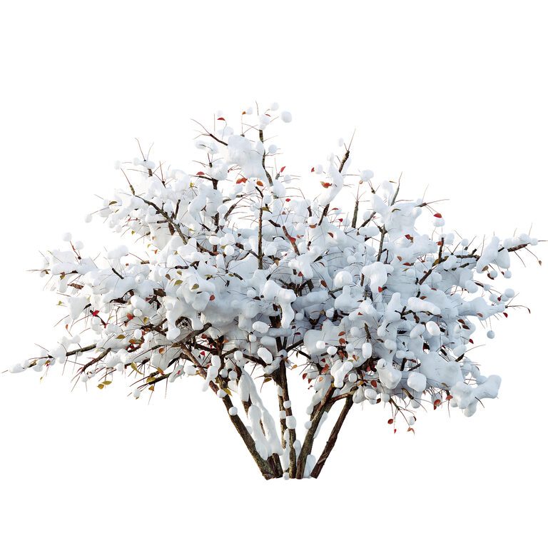 AV Plants Bush Small Winter Snow (385441) 3D model - Download 3D model ...