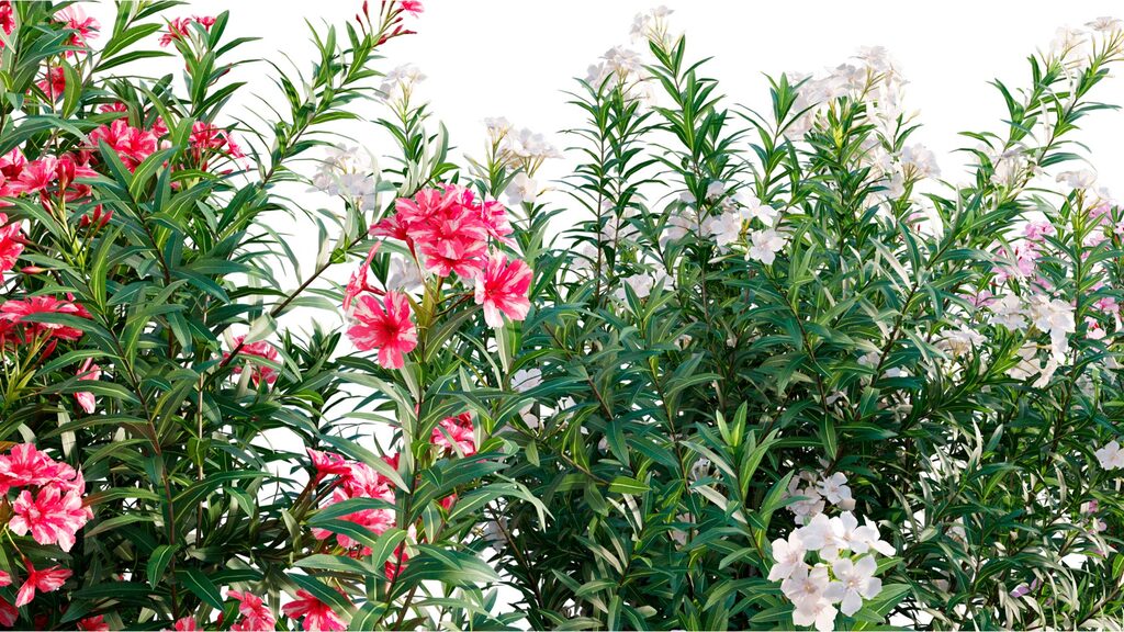 Nerium oleander plant (385866) 3D model - Download 3D model Nerium ...