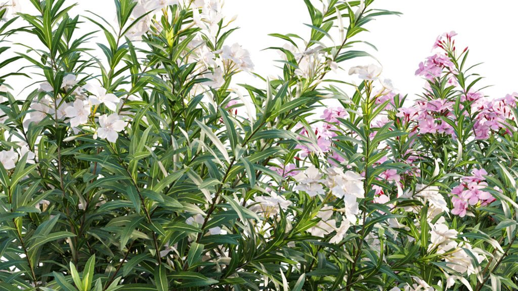 Nerium oleander plant (385866) 3D model - Download 3D model Nerium ...