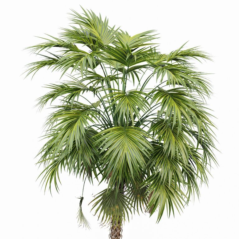 AV Sabal Palmetto Cabbage Palm and Phoenix Sylvestris Fruit palm tree ...