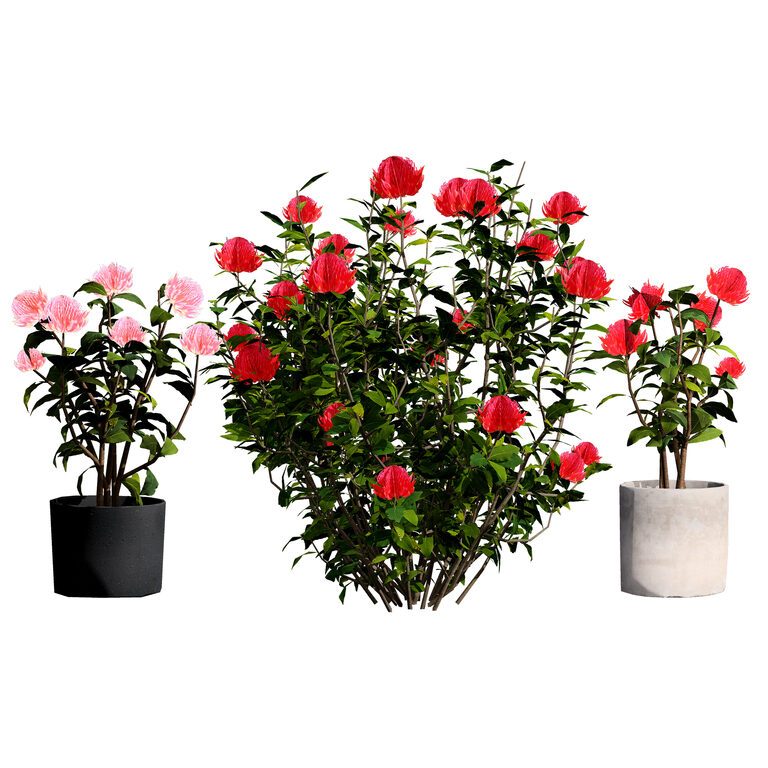 Australian Waratah Flowering Plant (386124) 3D model - Download 3D ...
