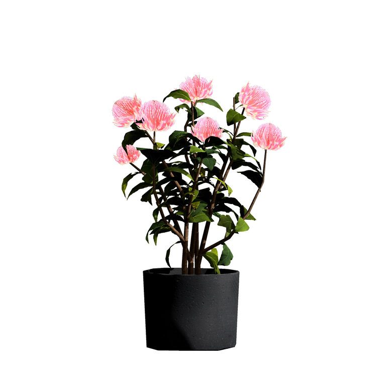 Australian Waratah Flowering Plant (386124) 3D model - Download 3D ...