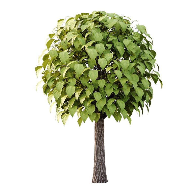 Catalpa Ovata Tree 01 (386149) 3D model - Download 3D model Catalpa ...