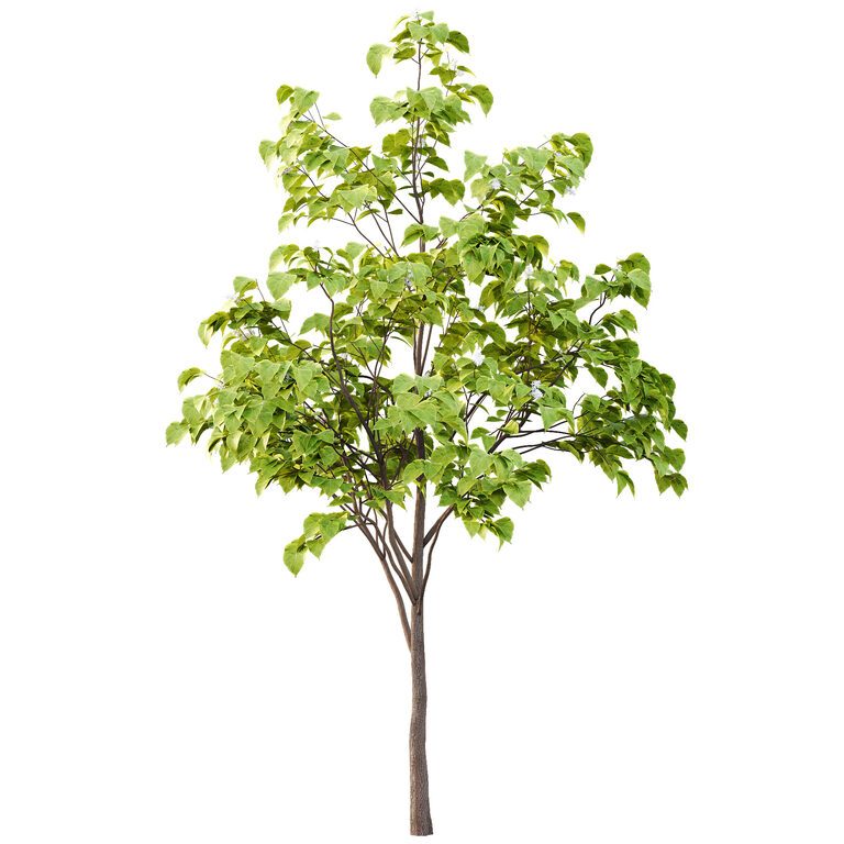 Catalpa Ovata Tree 04 (386152) 3D model - Download 3D model Catalpa ...