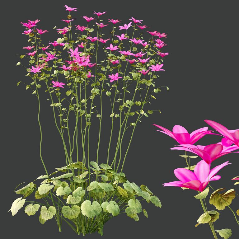 Garden geranium plant 01 (386215) 3D model - Download 3D model Garden ...