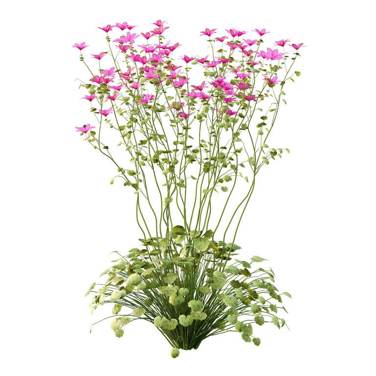 Garden geranium plant 01 (386215) 3D model - Download 3D model Garden ...