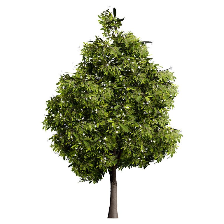 Australian Lemon Myrtle Tree 3D Model (386337) 3D model - Download 3D ...