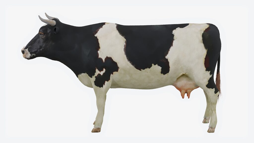 Spotted cow (386412) 3D model - Download 3D model Spotted cow (386412 ...