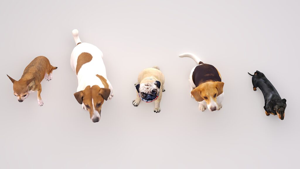 Fauna 3D models - Download 3D models | 3d-baza.com