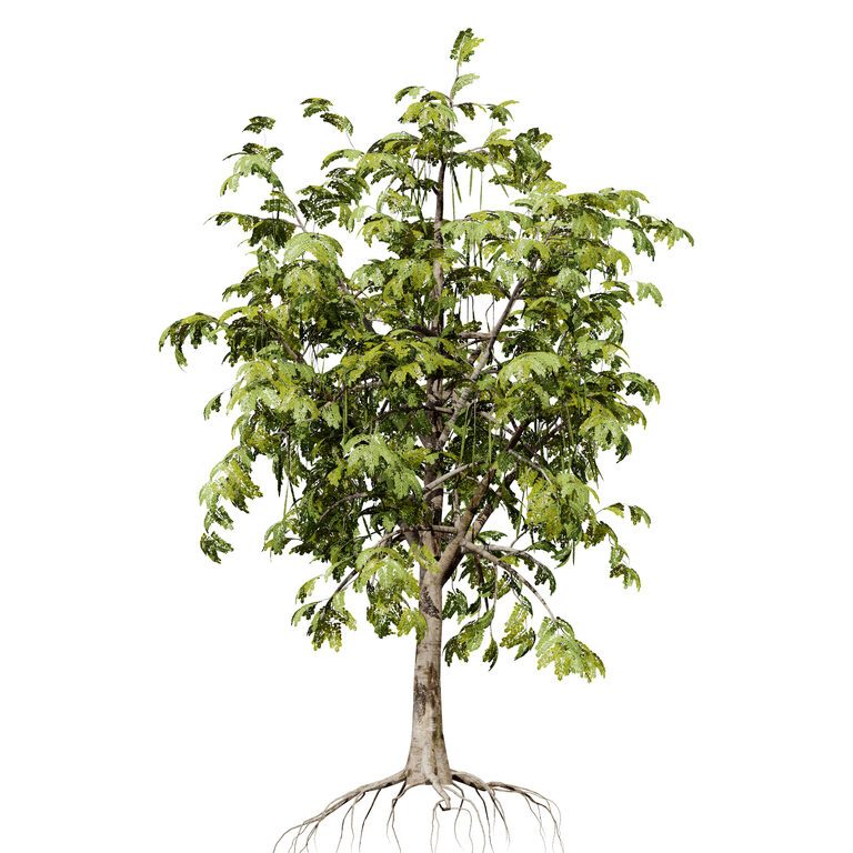 Moringa Oleifera Tree (386862) 3D model - Download 3D model Moringa ...