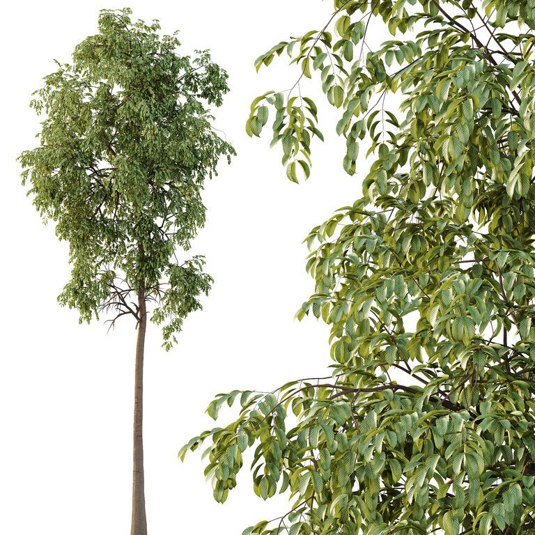 Parashorea Chinensis Tree 02 (386998) 3D model - Download 3D model ...