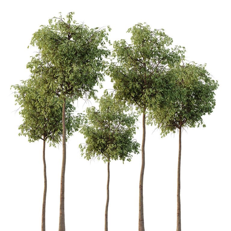 Parashorea Chinensis Tree 03 (387006) 3D model - Download 3D model ...