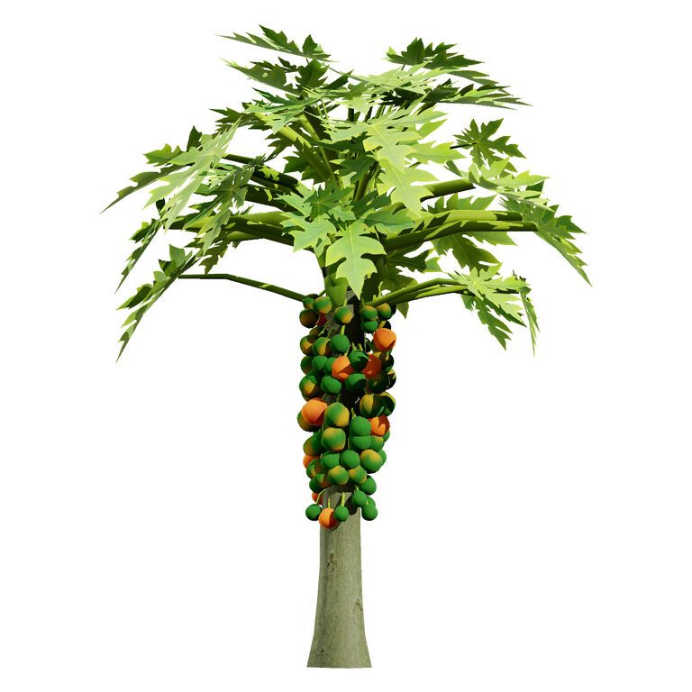 Papaya Tree 3D Model (387071) 3D model - Download 3D model Papaya Tree ...