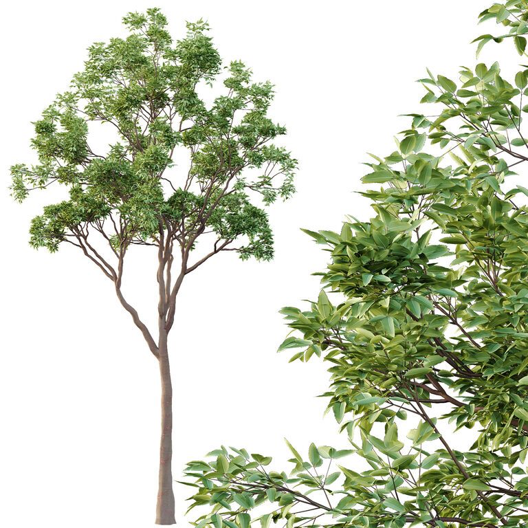 Eucalyptus Robusta Trees 10 (387185) 3D model - Download 3D model ...
