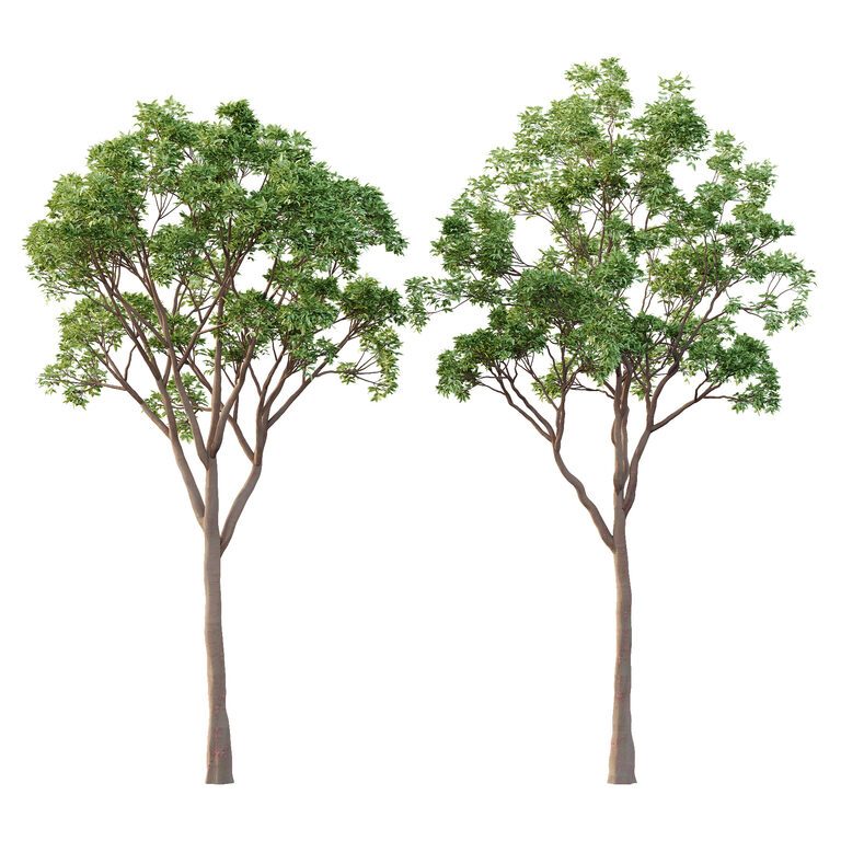 Eucalyptus Robusta Trees 10 (387185) 3D model - Download 3D model ...