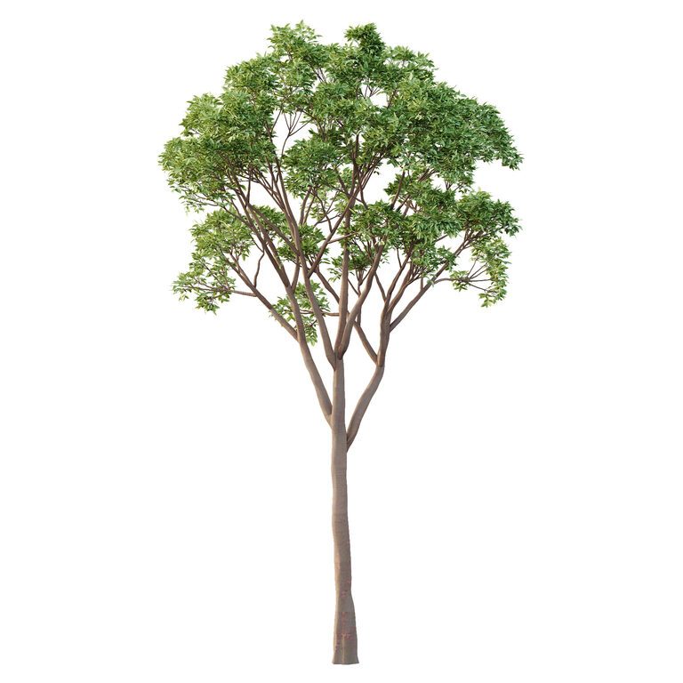 Eucalyptus Robusta Trees 10 (387185) 3D model - Download 3D model ...