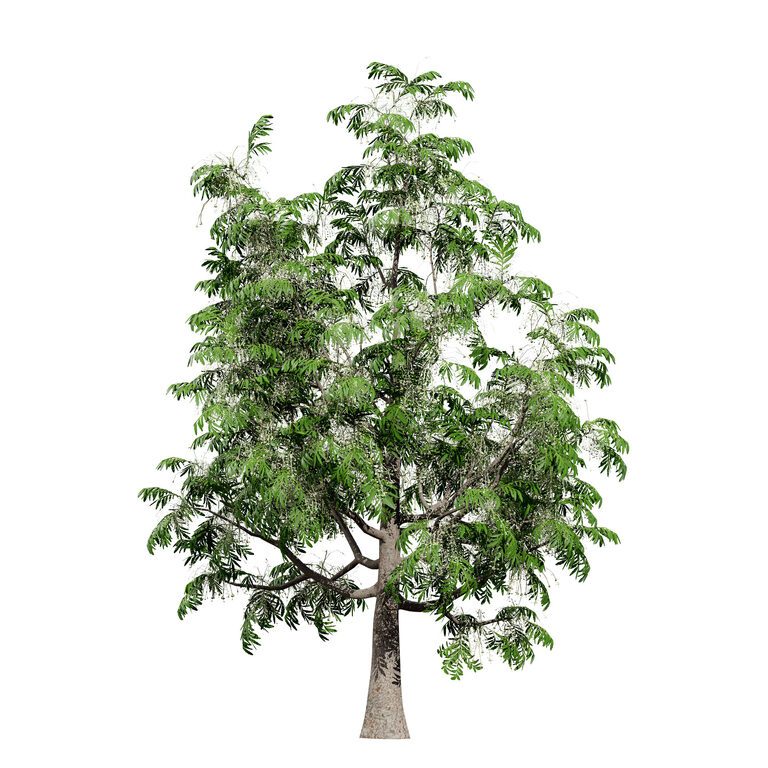 Sourwood or Sorrel Tree Small species (387207) 3D model - Download 3D ...