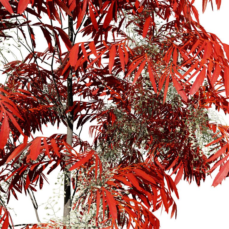 Sourwood or Sorrel Tree Small species (387207) 3D model - Download 3D ...