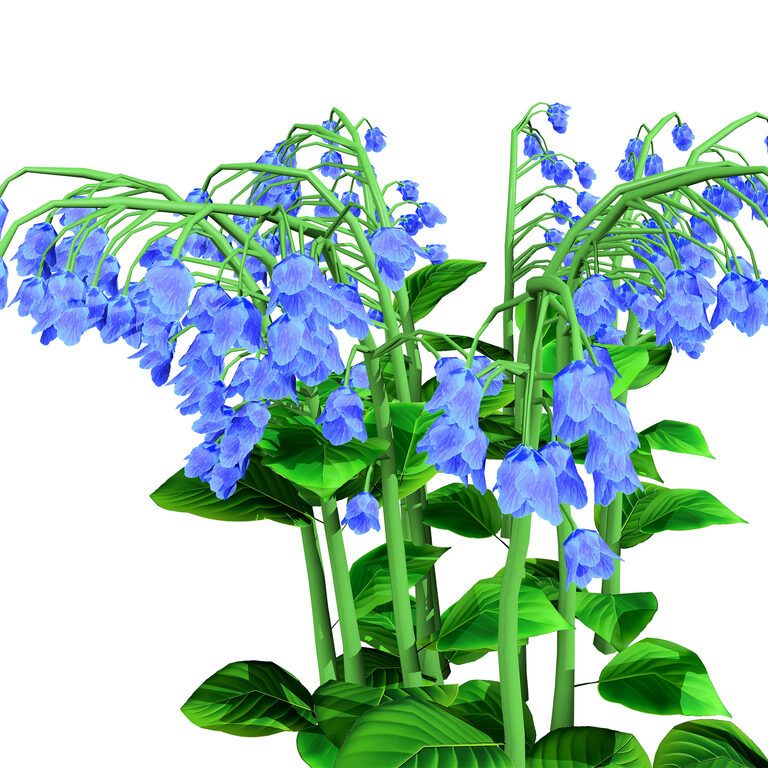 Australian Bluebell Flowers (387524) 3D model - Download 3D model ...